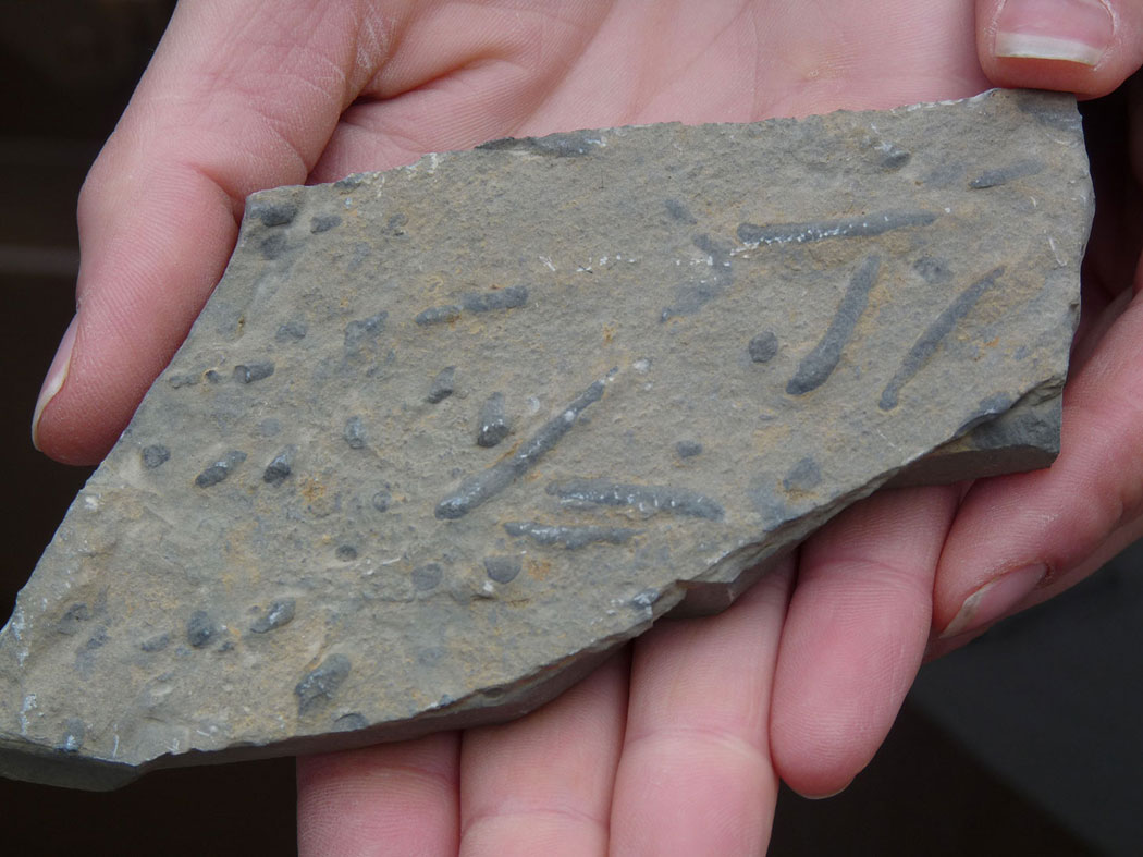 Burgess Shale Guided Hikes - Kootenay Rockies Tourism