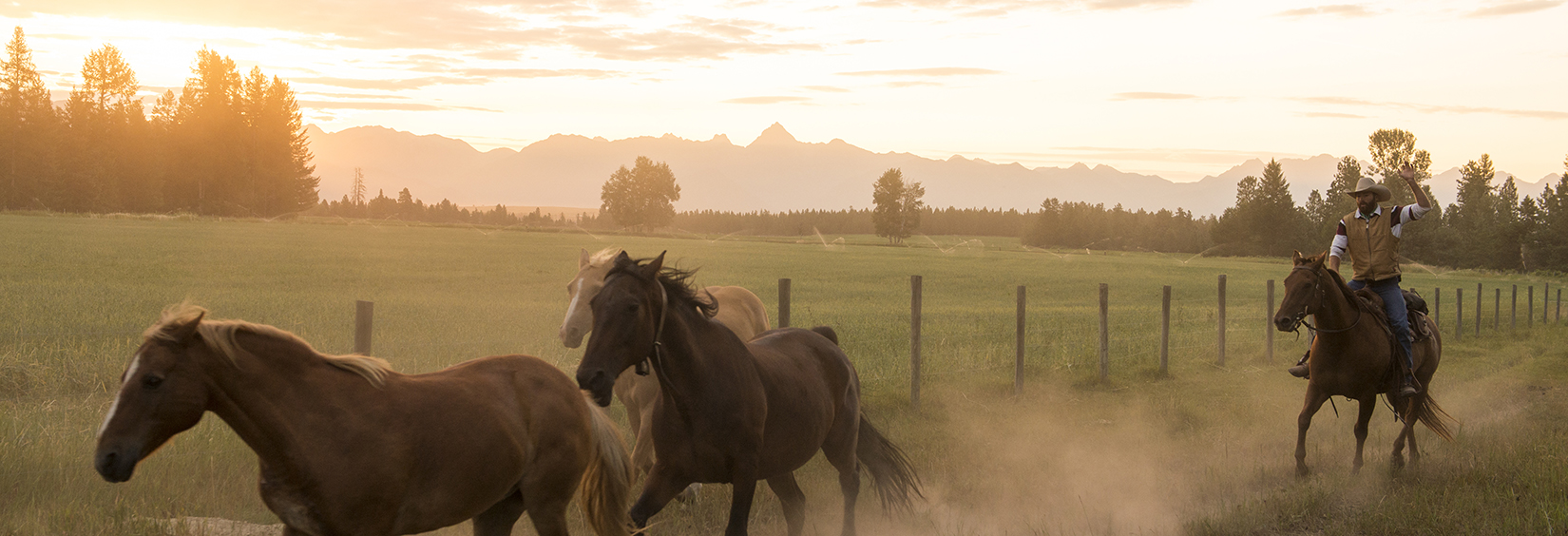 Three Bars Cattle & Guest Ranch – Kootenay Rockies