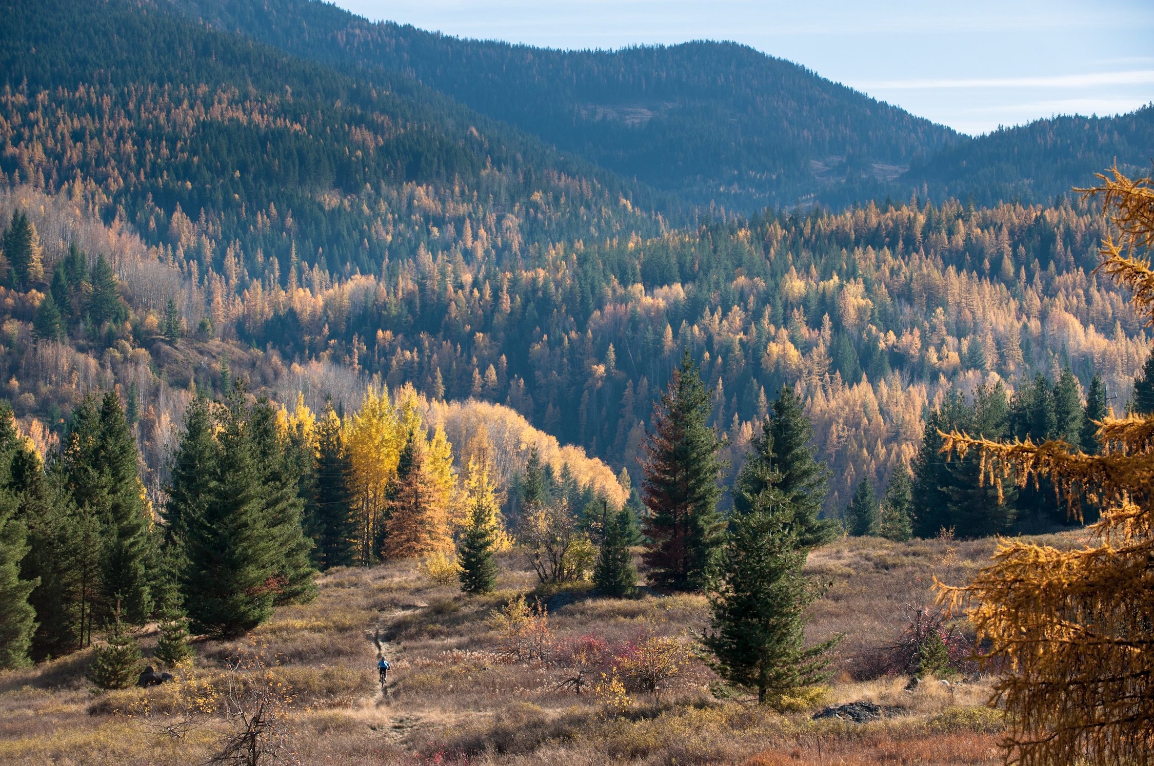 Little Known Fall Secrets: Larches of the Kootenays