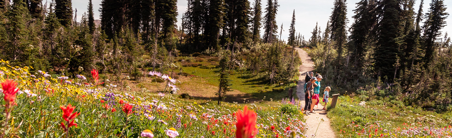 Mount Revelstoke National Park – Kootenay Rockies