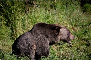 Your Wild Ride – Purcell Mountain Adventures – Kootenay Rockies