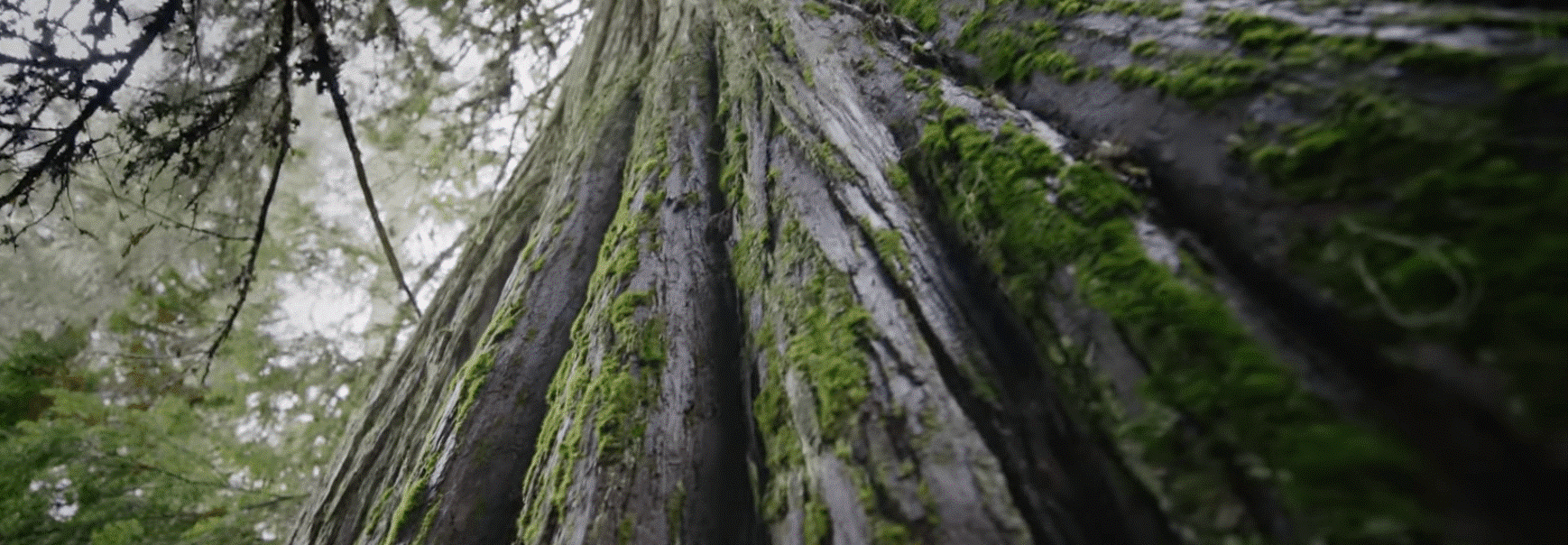 Mxiɬp (Cedar) Trail – Kootenay Rockies