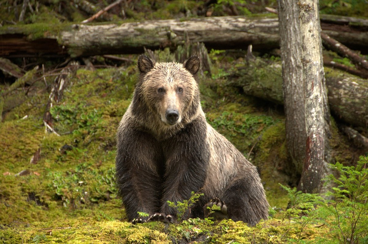 Kootenay Rockies – Journey Into The Wild